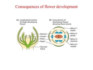 Welcome to flower development -Genetic & Molecular aspects | PDF