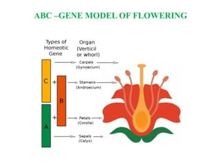 Welcome to introduction to reproductive development of plant | PDF ...