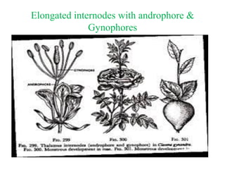Welcome to introduction to reproductive development of plant | PDF ...