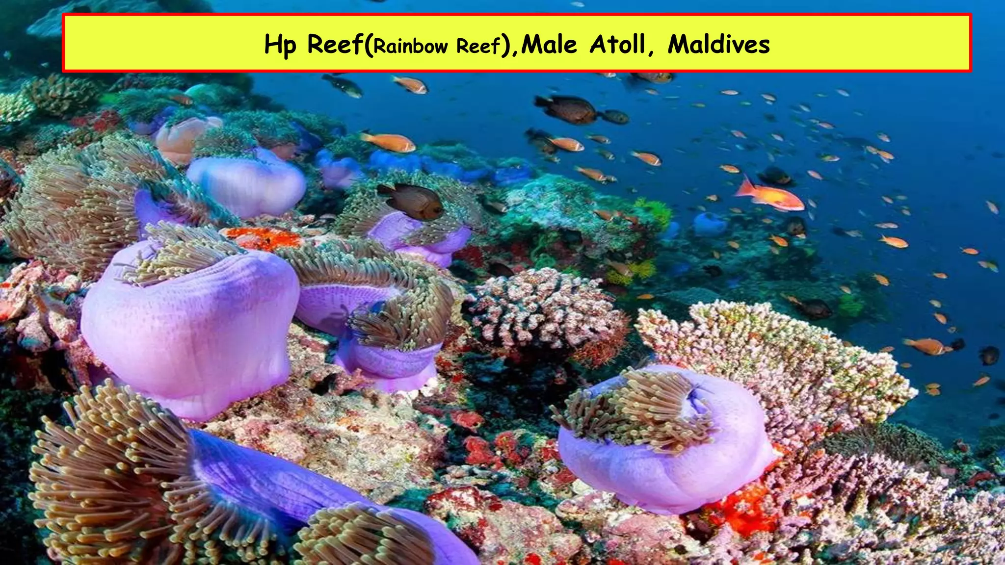 Welcome To Maldives | PPT