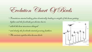 Welcome to our presentation | PDF | Birds | Pets