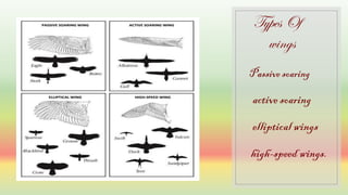 Welcome to our presentation | PDF | Birds | Pets