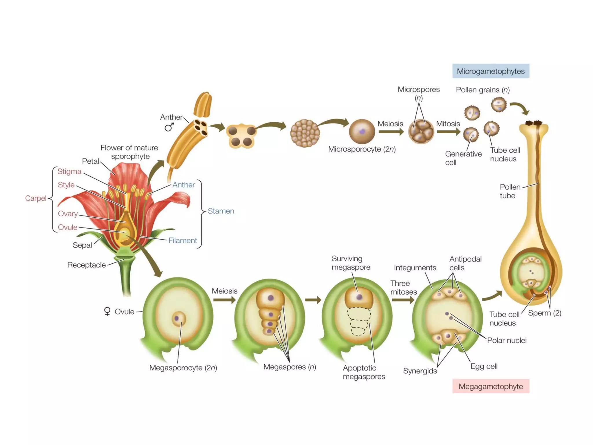 Welcome to sem5(hons) microgemetogenesis | PPT