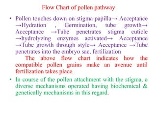 Welcome to sem5(hons) microgemetogenesis | PPT