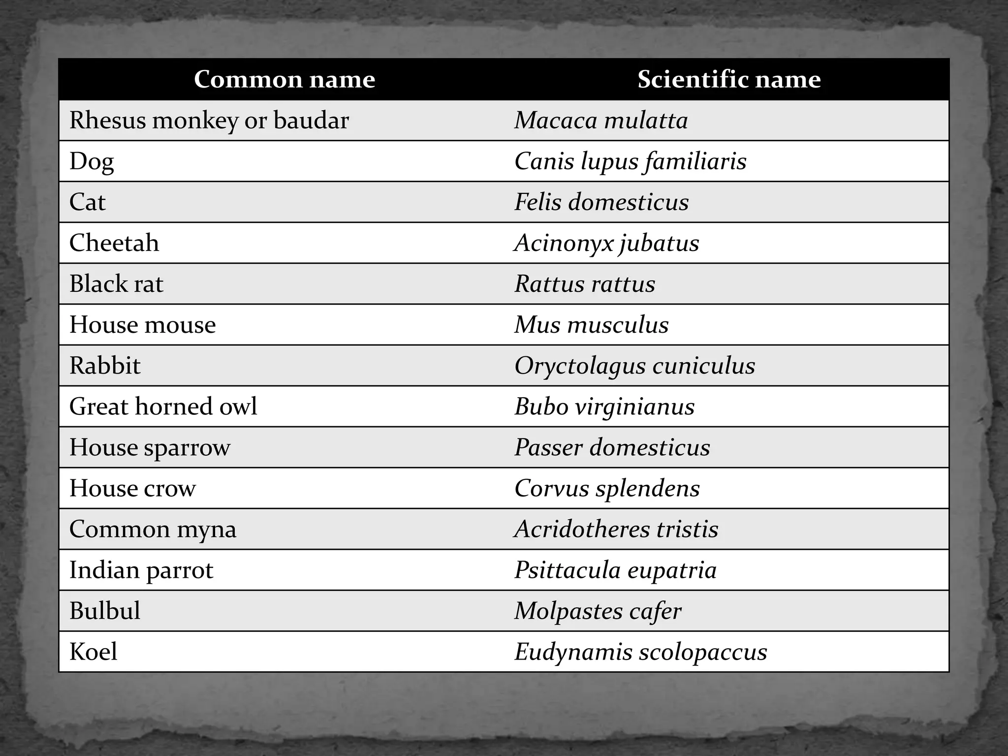 WELCOME TO THE WORLD OF ZOOLOGY.pptx