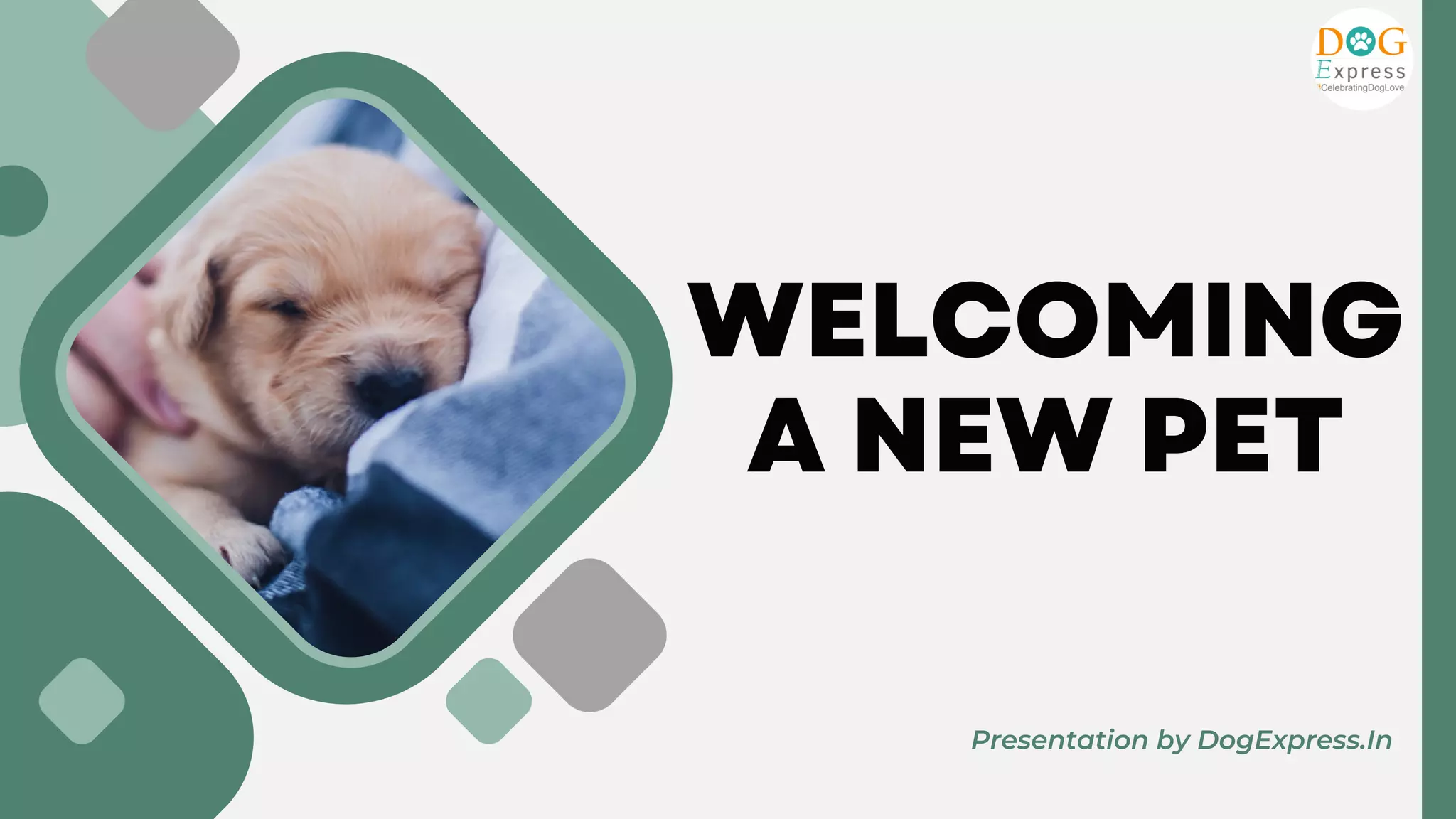 Welcoming a New Pet (1).pdf