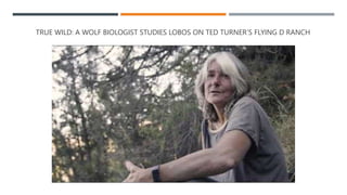 Welcoming Wolves Back Home and the Effects of Manifest Destiny | PPT