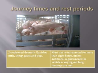 Welfare of animal during transport | PPTX