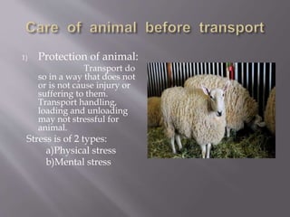 Welfare of animal during transport | PPTX