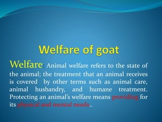 Welfare of goat by Rizwan Ullah | PPT