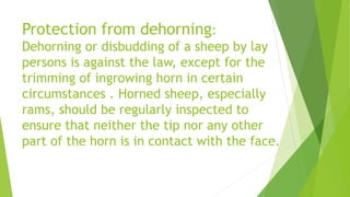 Welfare of sheep . | PPTX