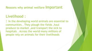Welfare of sheep . | PPT