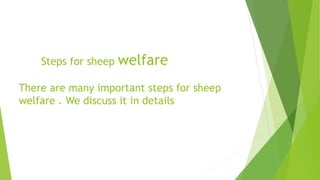 Welfare of sheep . | PPTX