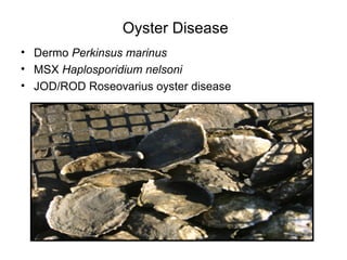 Wellfleet Harbor And Dermo | PPT