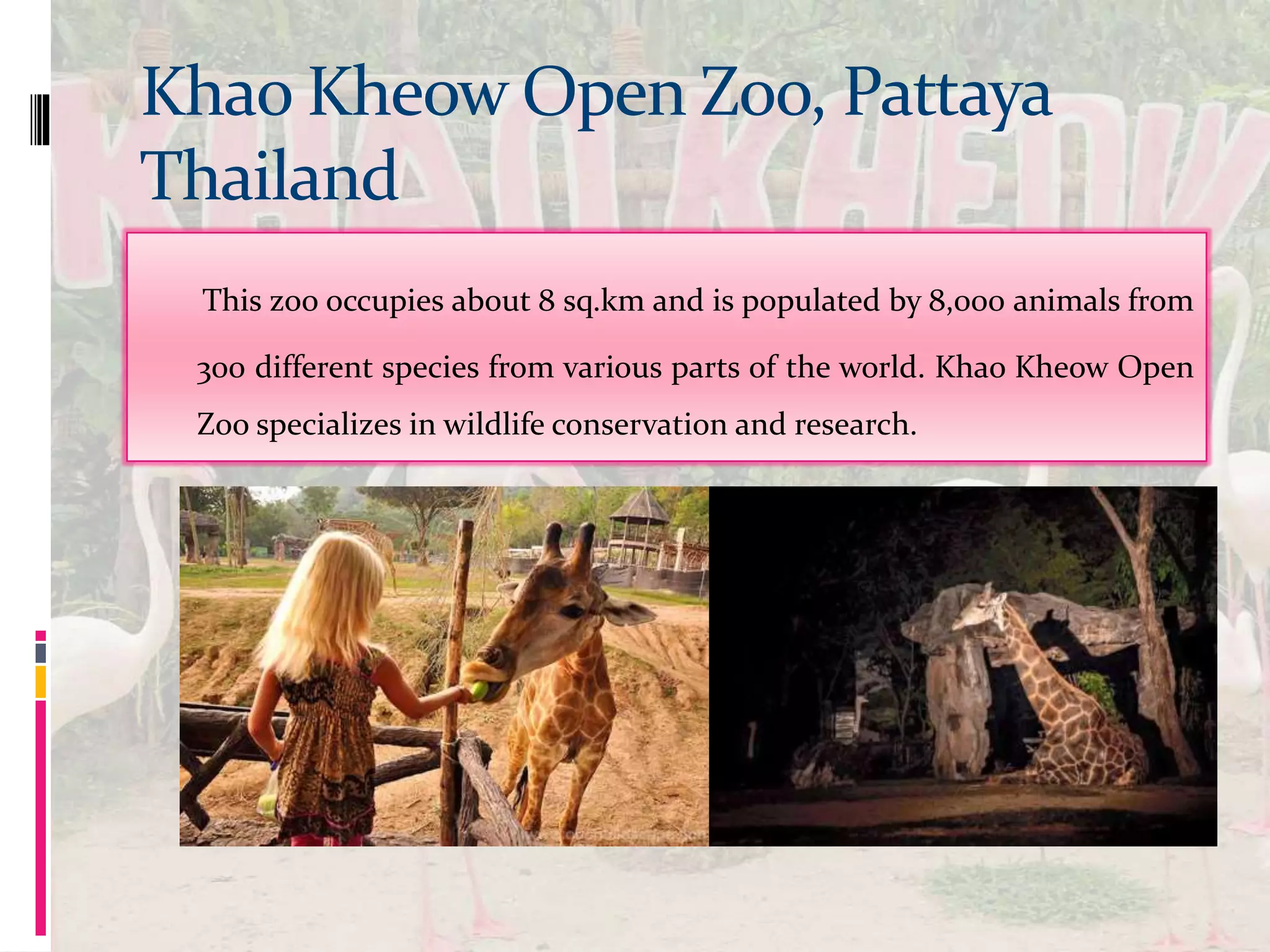 Best Zoos in Asia | PPTX | Asia Travel | Travel Locations