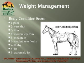 Equine Annual Exams & Wellness plans | PPT
