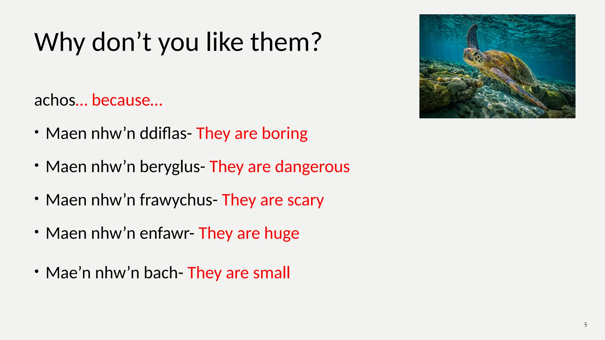 Welsh animals lesson learning names of animals in Welsh | PPTX