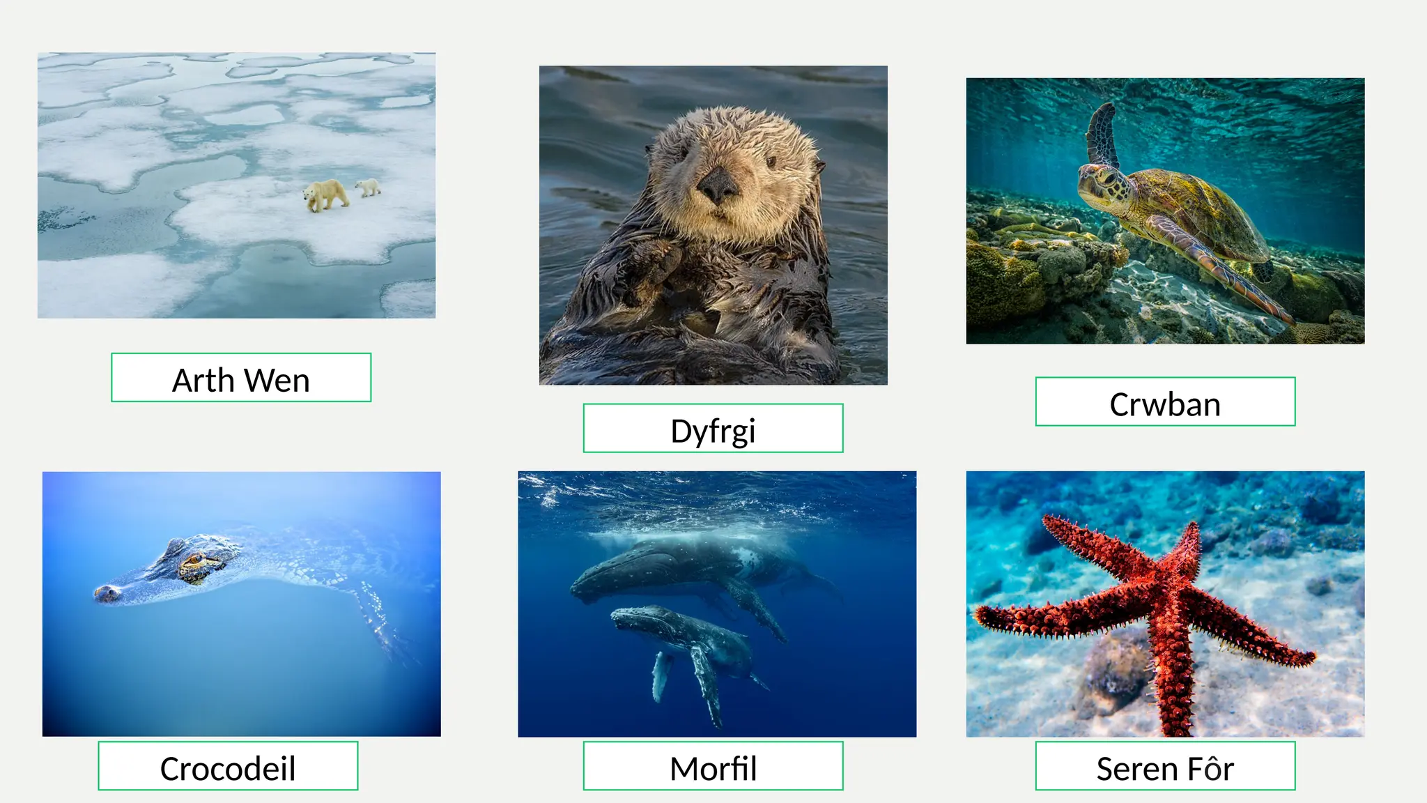 Welsh animals lesson learning names of animals in Welsh | PPT