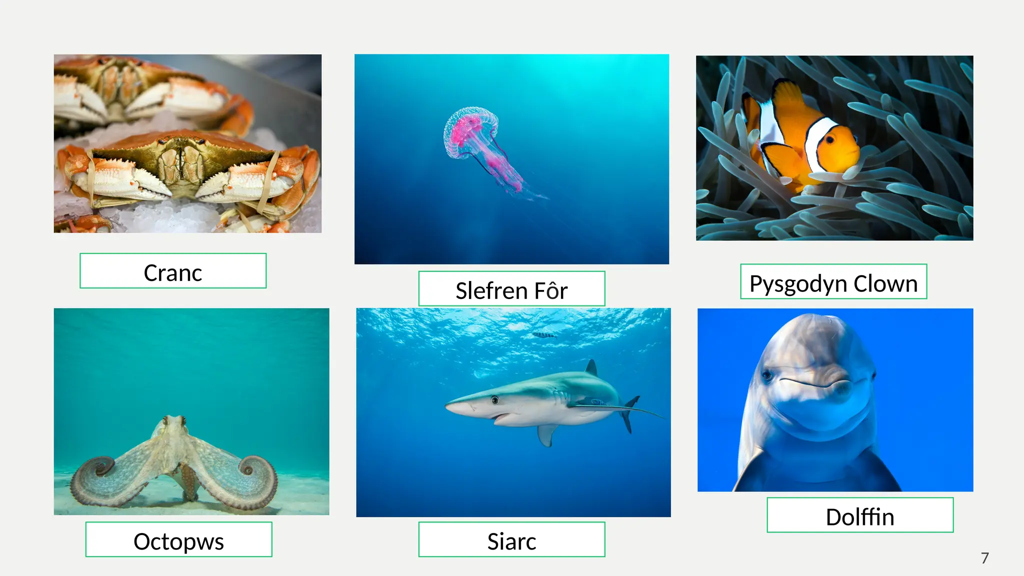 Welsh animals lesson learning names of animals in Welsh | PPT
