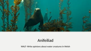 Welsh animals lesson learning names of animals in Welsh | PPT