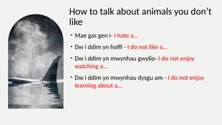 Welsh animals lesson learning names of animals in Welsh | PPTX