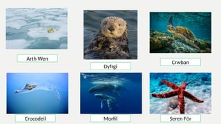 Welsh animals lesson learning names of animals in Welsh | PPT