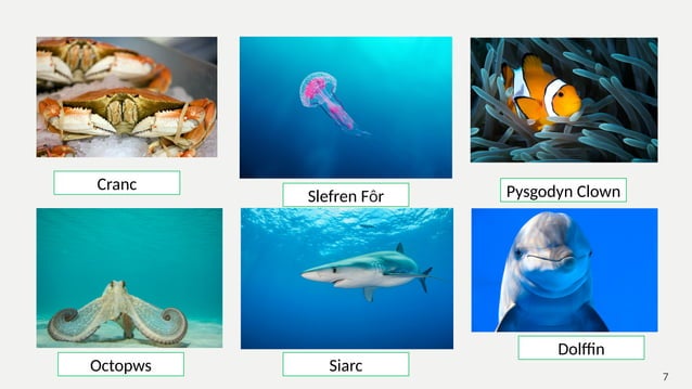Welsh animals lesson learning names of animals in Welsh | PPT