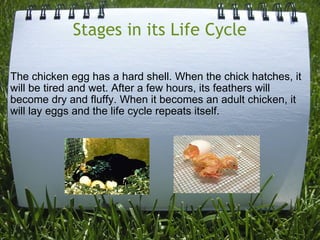 Wen di and lin xuan | PPT