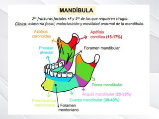Laminas de anatomia radiológica macizo facial pptx | PPTX