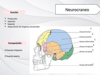 Laminas de anatomia radiológica macizo facial pptx | PPTX