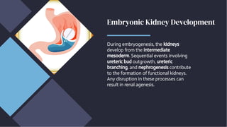 wepik-2023-9-2-20-58-54-Renal-Agenesis:-Understanding-the-Absence-of ...