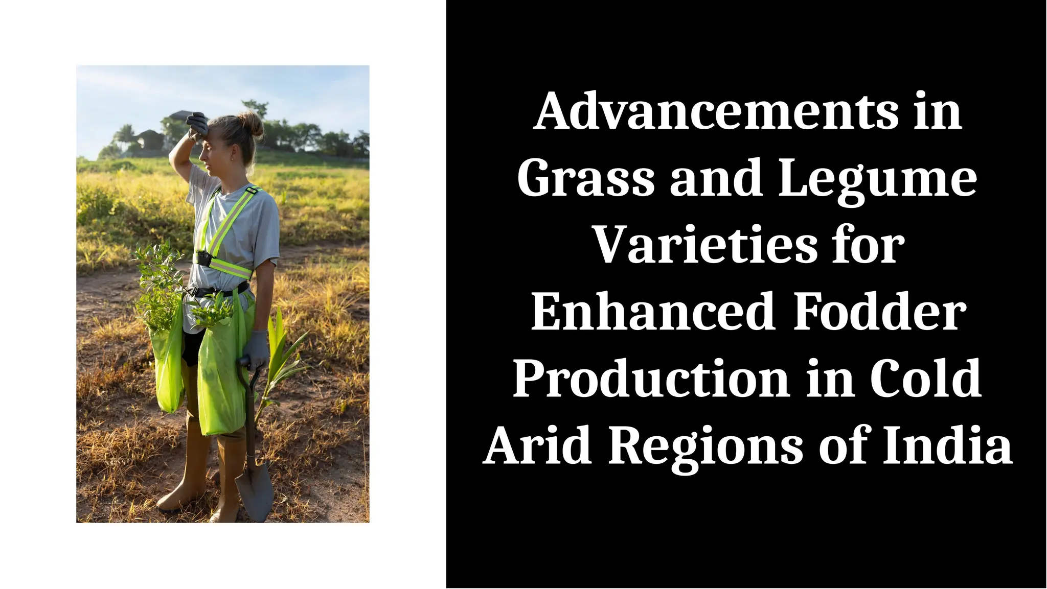 Advancements-in-grass-and-legume-varieties-for-enhanced-fodder ...