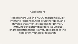 wepik-exploring-the-nude-mouse-an-animal-model-for-primary ...