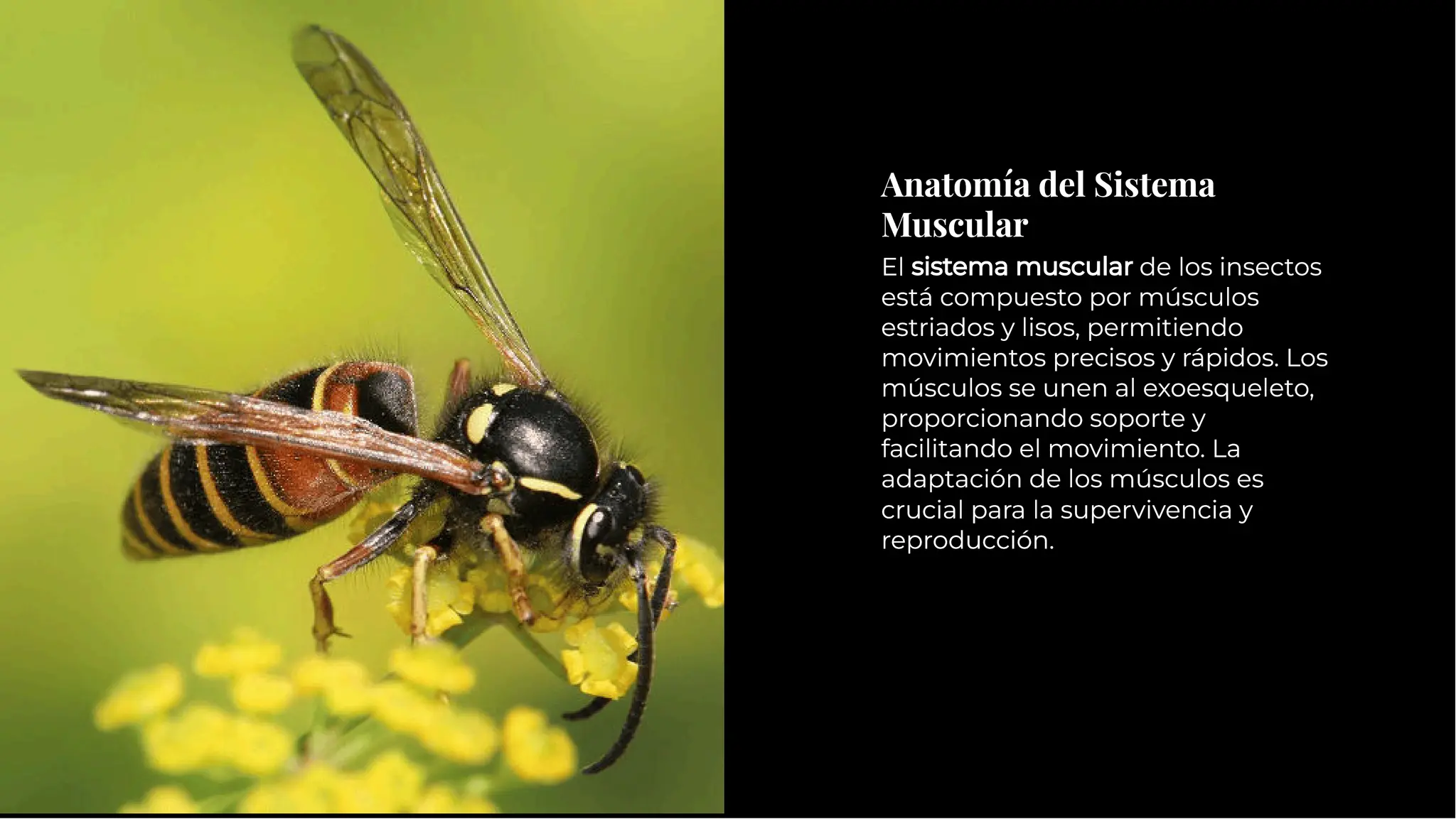 wepik-sistema-muscular-y-endocrino-de-los-insectos-una-vision-detallada ...