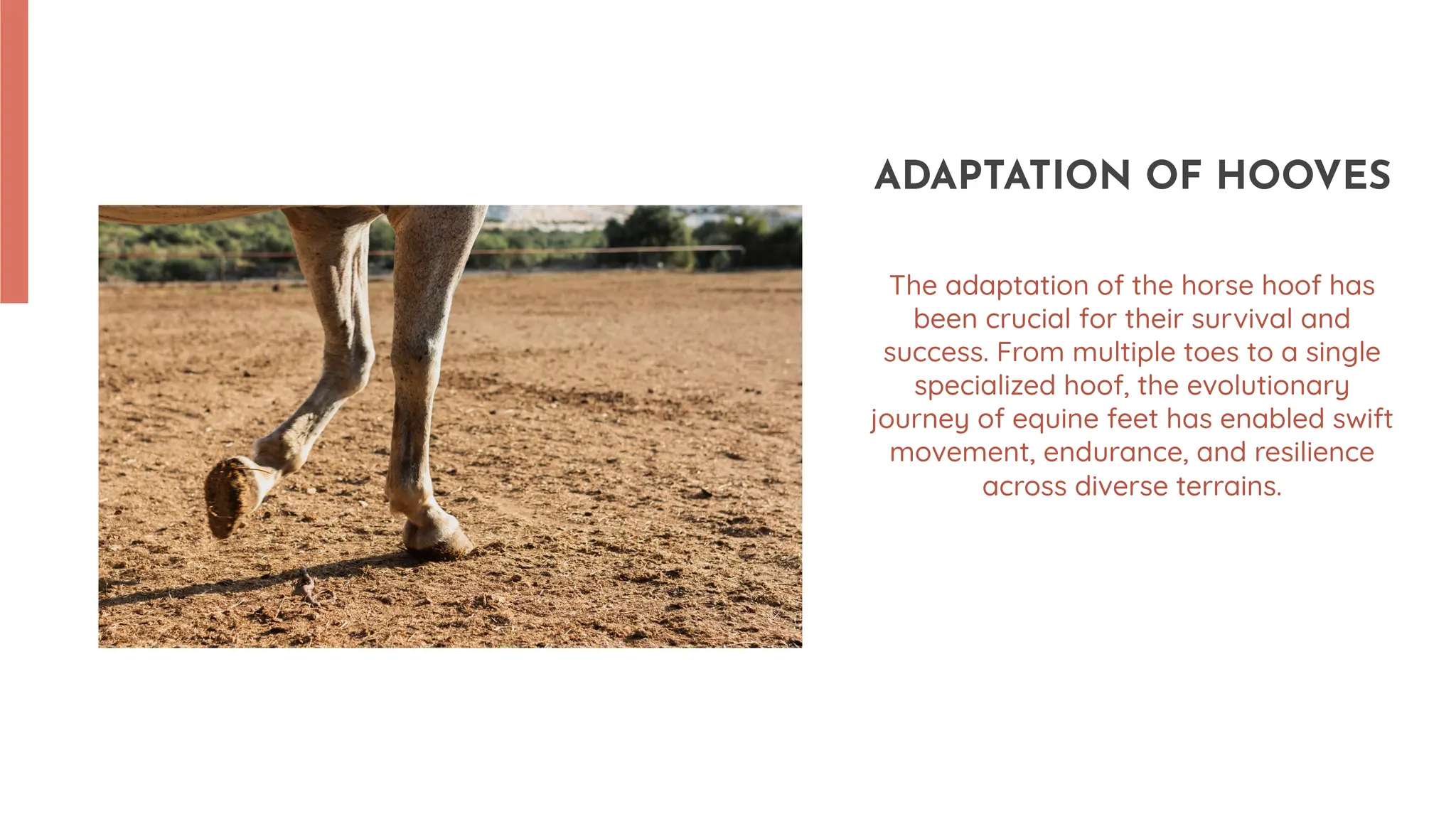 Evolution of horse (brain teeth and hoofs) | PPT