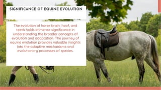 Evolution of horse (brain teeth and hoofs) | PPT