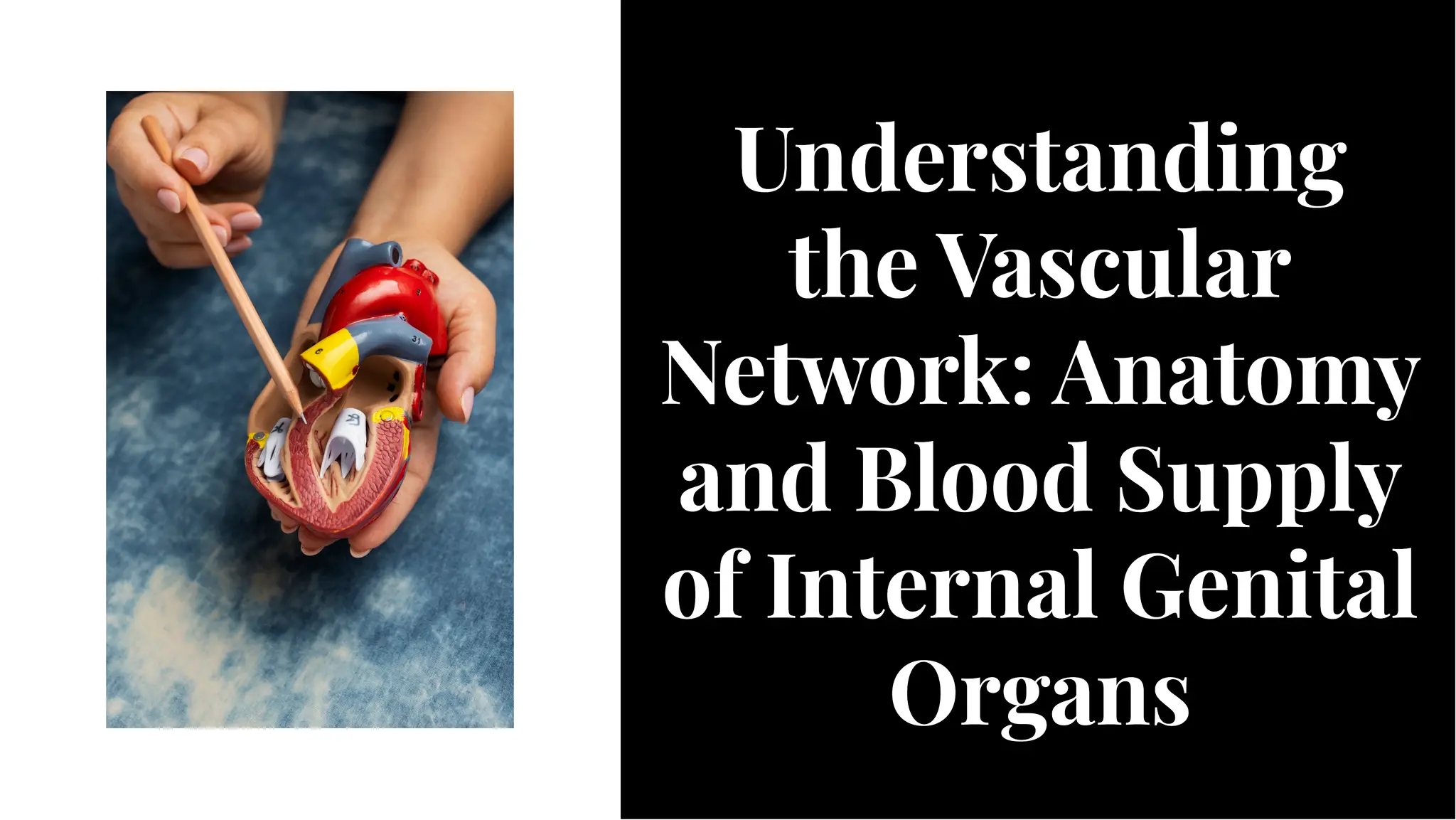 Anatomy and blood supply of internal genital organs | PPT