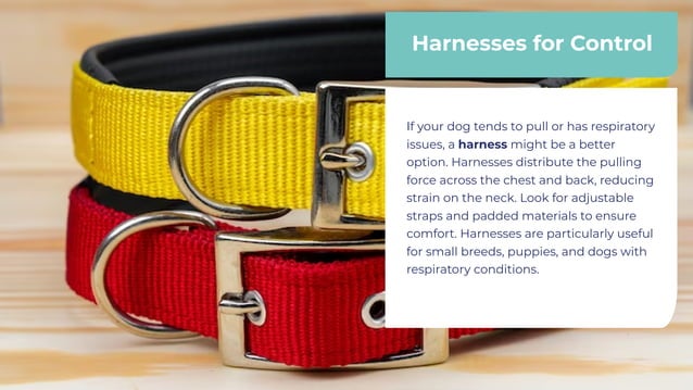 Dog Leads & Collars | PDF | Dogs | Pets