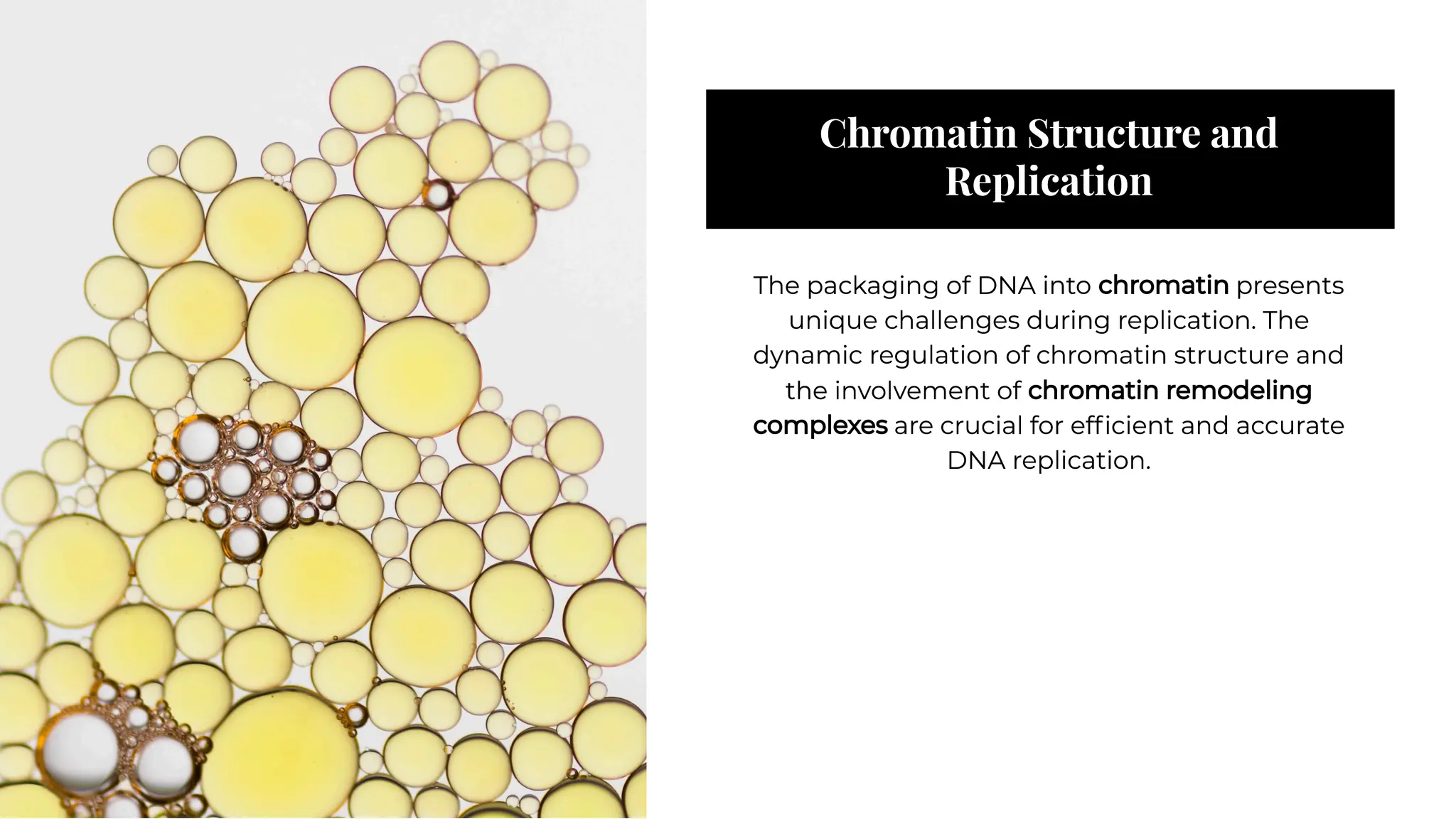 wepik-unraveling-the-code-a-comprehensive-overview-of-dna-replication-20240306100332WZ9u.pdf