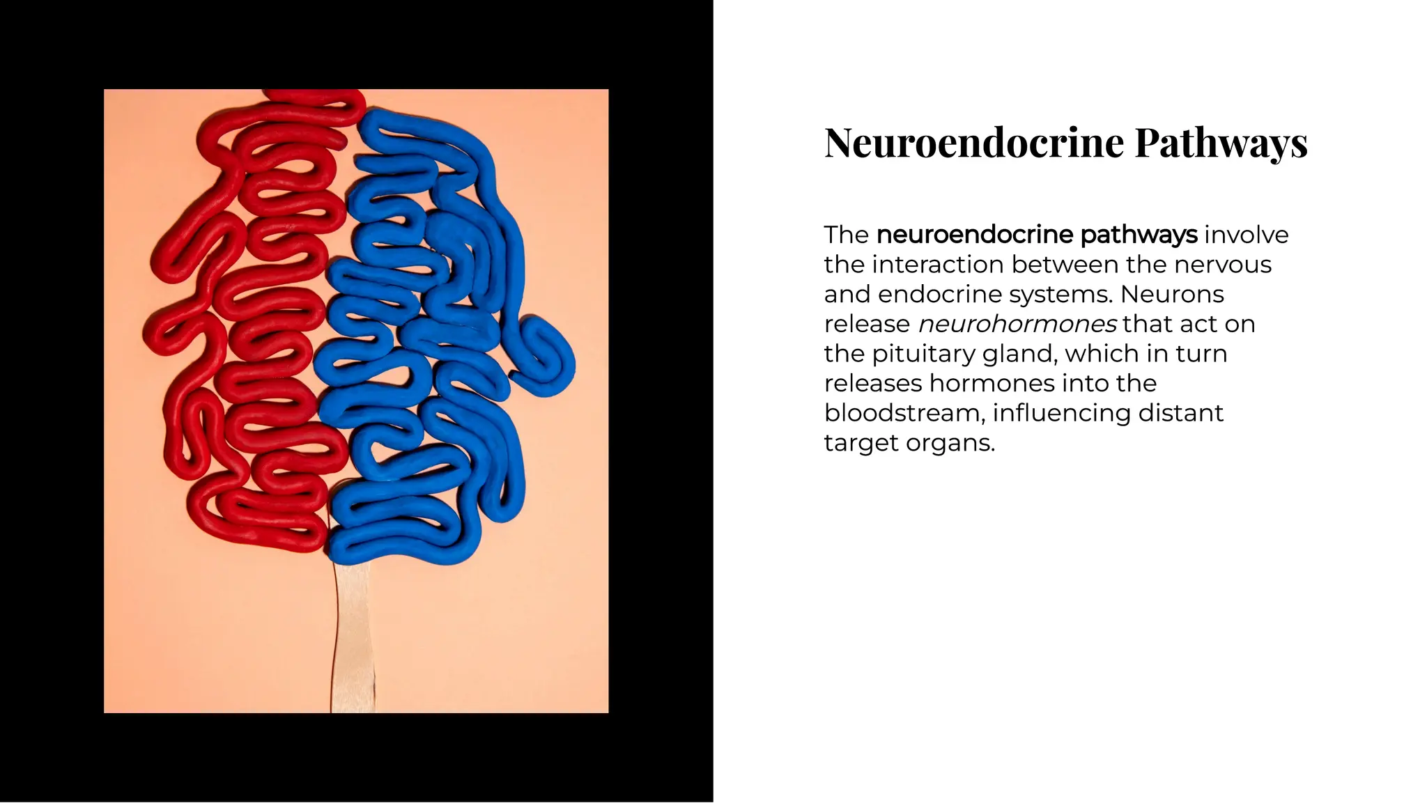 wepik-unraveling-the-neurohumoral-transmission-process ...