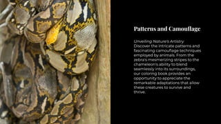 Animal colouring book | PPT