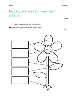 Werkblad delen van een plant ( WO natuur).docx