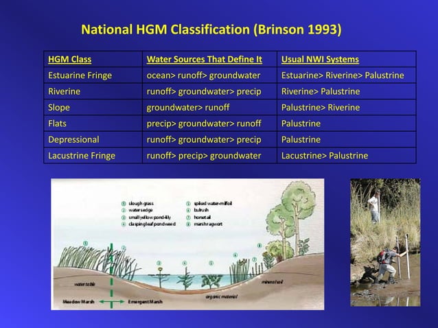 Wetland Ecosystem Service Protocol for Southeast Alaska by Dr. Paul ...