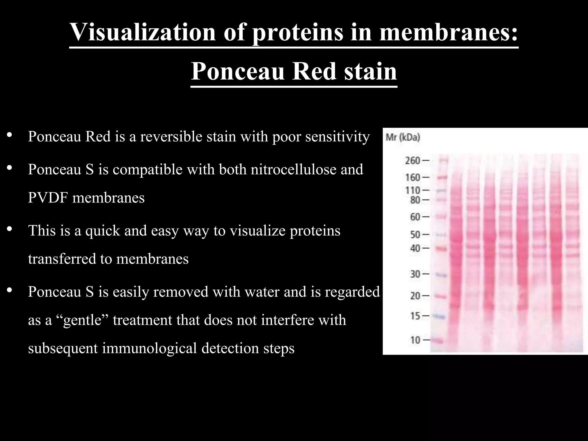 Western blot | PPTX