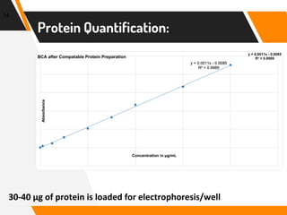 Western Blot | PPTX