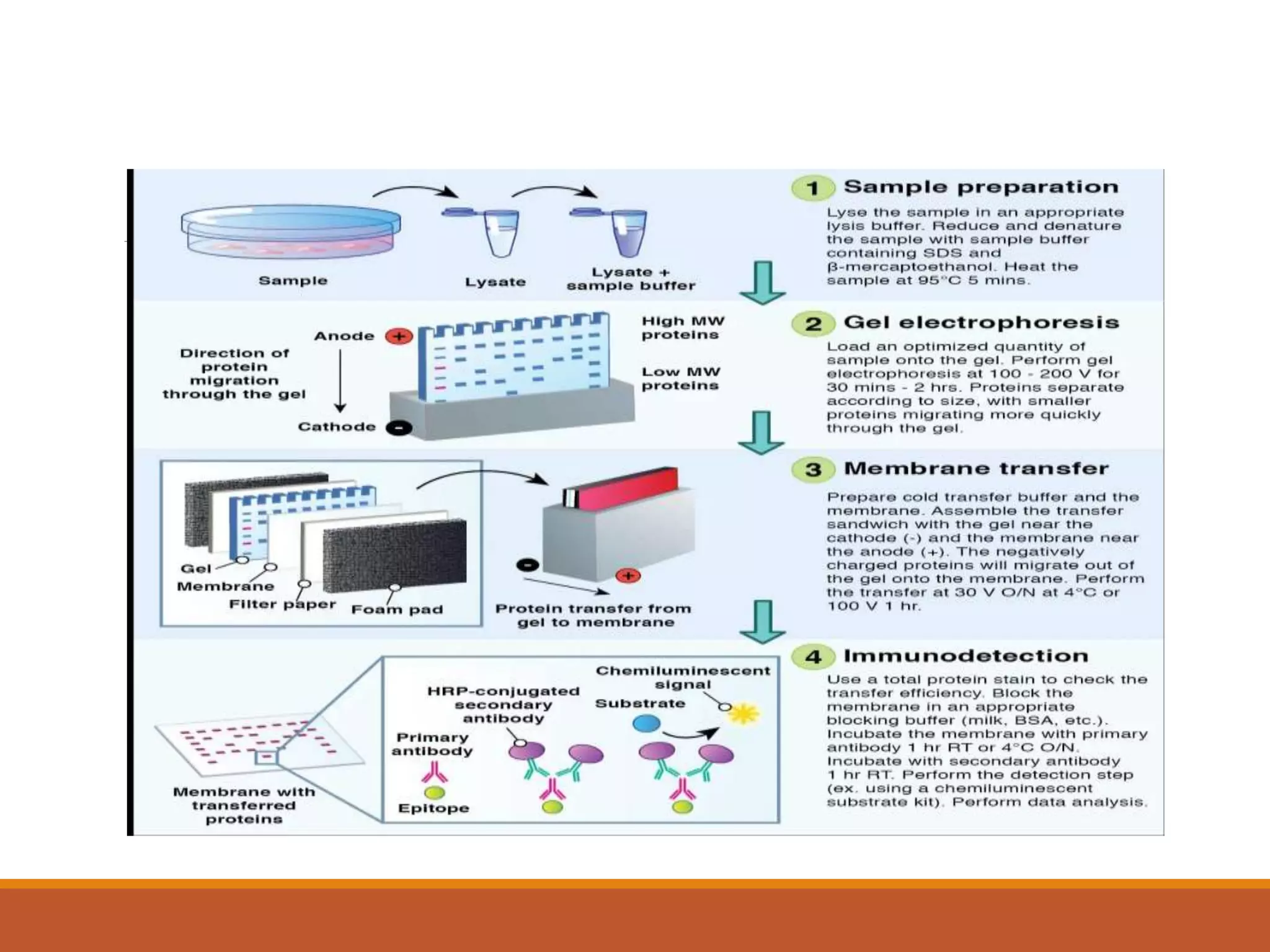 Western blotting | PPT