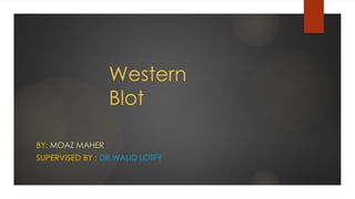 Western Blot .pptx