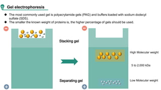 Brief introduction of Western blot | PPTX