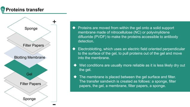 Brief introduction of Western blot | PPTX