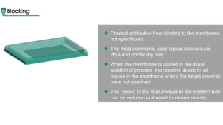 Brief introduction of Western blot | PPTX